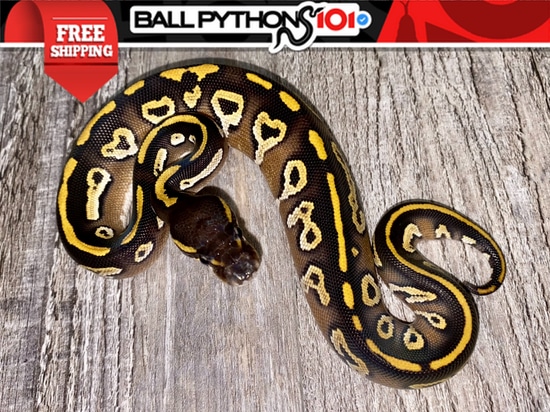 Black Head Mojave Het Clown Ball Python by Ball Pythons 101