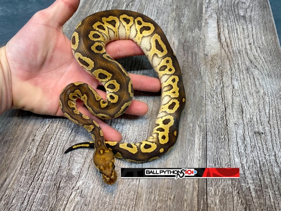 Hurricane Phantom Clown Poss Black Head Ball Python by Ball Pythons 101