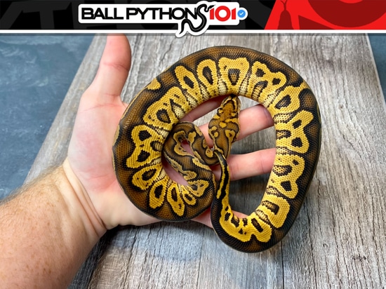 400g Hurricane Clown Ball Python by Ball Pythons 101