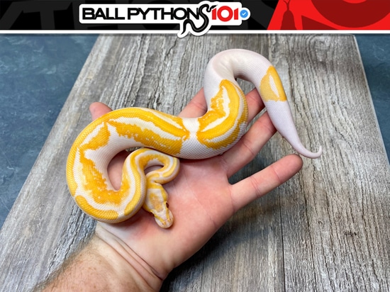 Yellowbelly Dreamsicle Ball Python by Ball Pythons 101