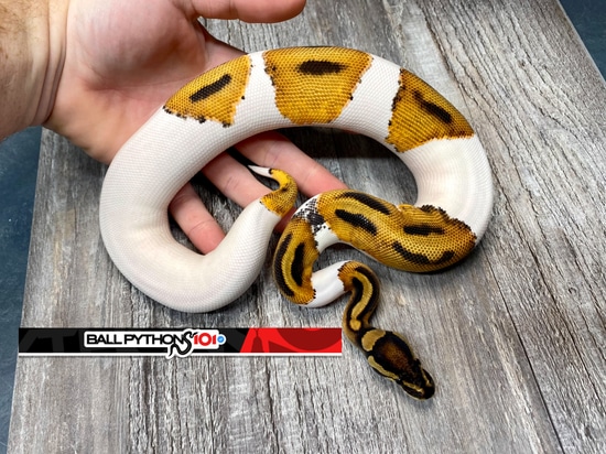 Orange Dream Pied Het Desert Ghost Poss GeneX Ball Python by Ball Pythons 101