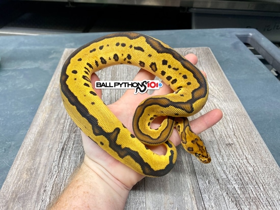 528g Leopard Super Gravel Clown Ball Python by Ball Pythons 101