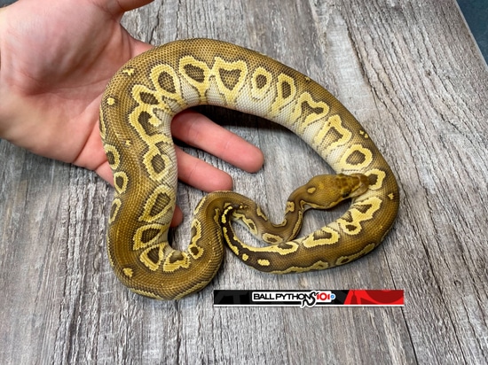 513g Hurricane Mojave Clown Poss YB Ball Python by Ball Pythons 101