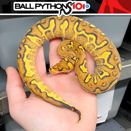 Ball Pythons 101 - MorphMarket
