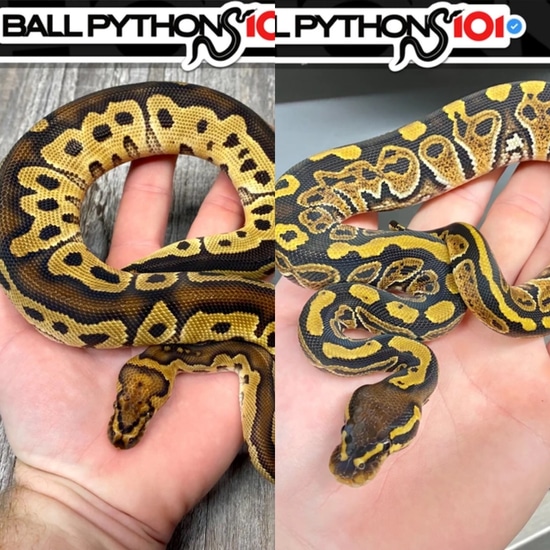 *GROUP* 1.0 Hurricane Clown, 0.1 Hurricane Het Clown Ball Python by ...