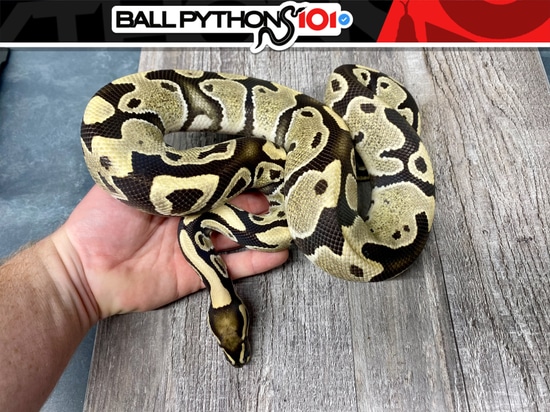 PROVEN Desert Ghost Het Pied Ball Python by Ball Pythons 101