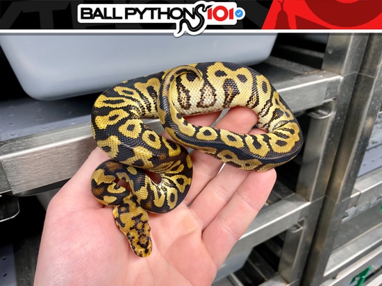 Spotnose Red Stripe Clown Ball Python by Ball Pythons 101
