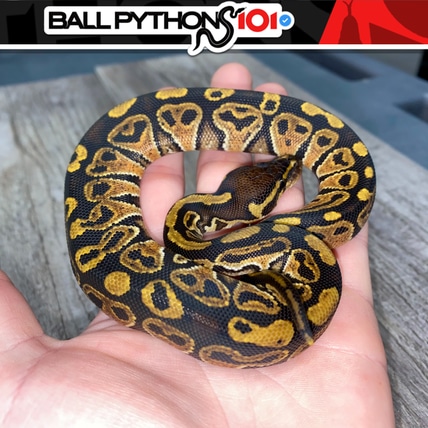 Ball Pythons 101 - MorphMarket