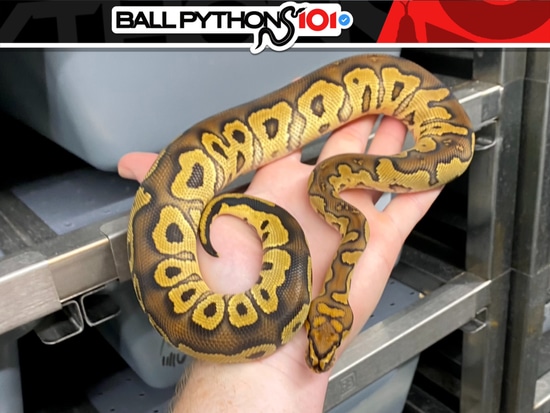 Hurricane Clown Ball Python by Ball Pythons 101