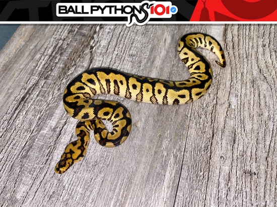 Spotnose Clown (Probable Red Stripe) Ball Python by Ball Pythons 101