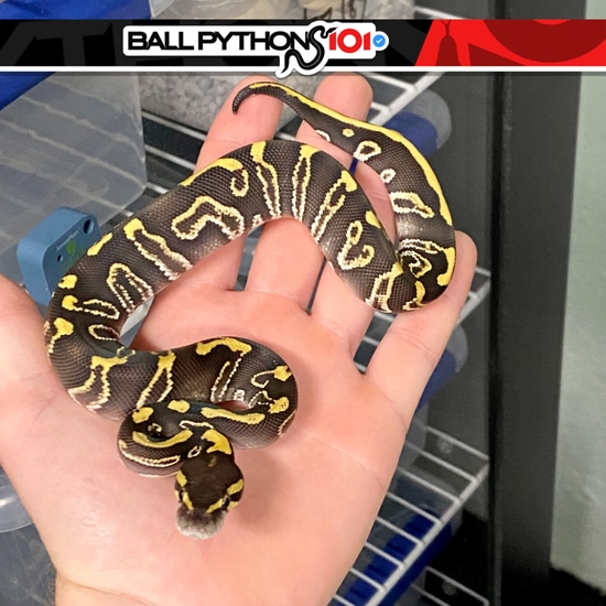 Hurricane GHI Mojave Leopard Het Clown Ball Python by Ball Pythons 101