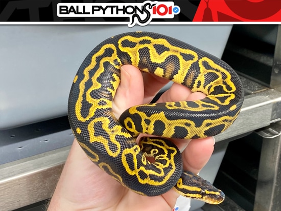 Hurricane Yellowbelly Leopard Het Clown 50% Het Hypo Ball Python by ...