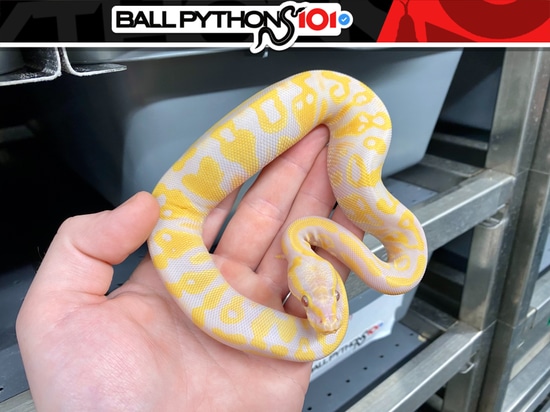 Pastel YB Lavender Albino Het Pied Ball Python by Ball Pythons 101