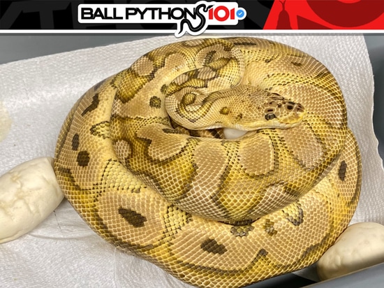 *PROVEN* Pastel Clown Ball Python by Ball Pythons 101