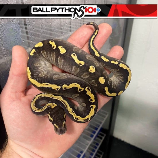 GHI Mojave Het Clown Ball Python by Ball Pythons 101