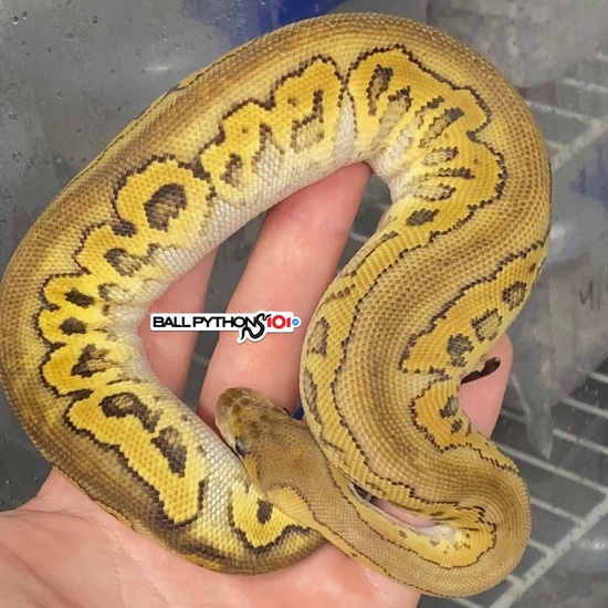 Blackhead YB Redstripe Phantom GHI Clown Ball Python by Ball Pythons 101