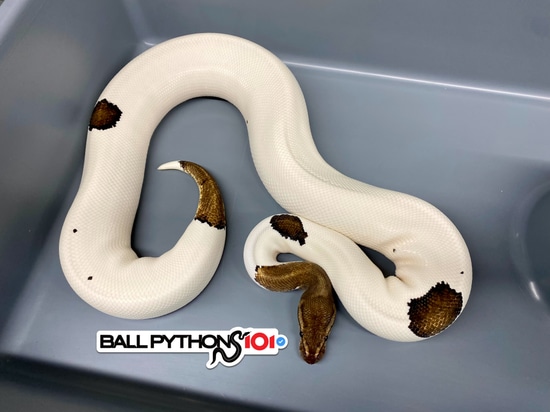 Mahogany YB Pied *Proven* Ball Python by Ball Pythons 101