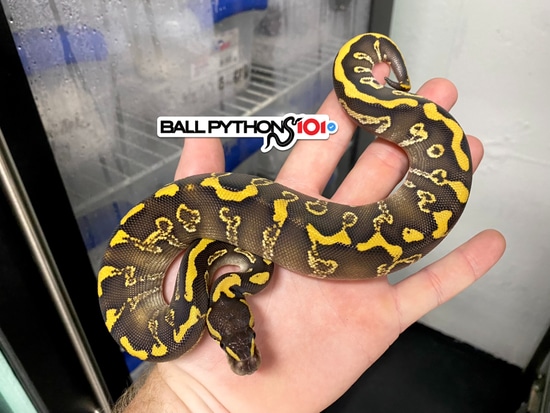 GHI RS YB Leo Mojave Het Clown Ball Python by Ball Pythons 101