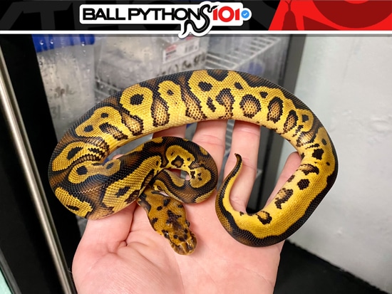 Leopard Gravel Clown Ball Python by Ball Pythons 101