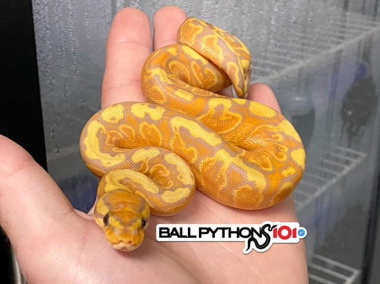 Banana Black Head GHI Het Clown Ball Python by Ball Pythons 101