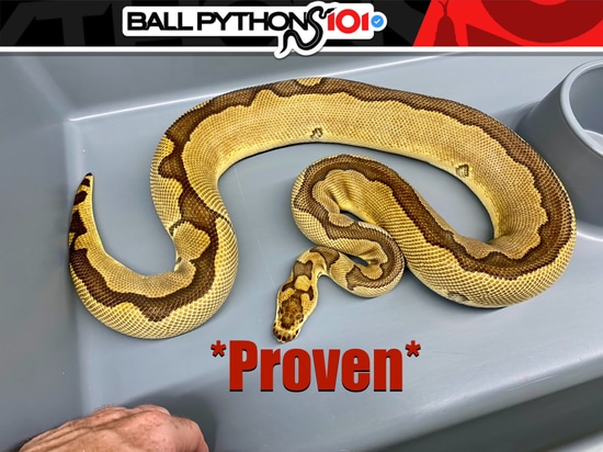 Enchi OD Phantom Clown Ball Python by Ball Pythons 101