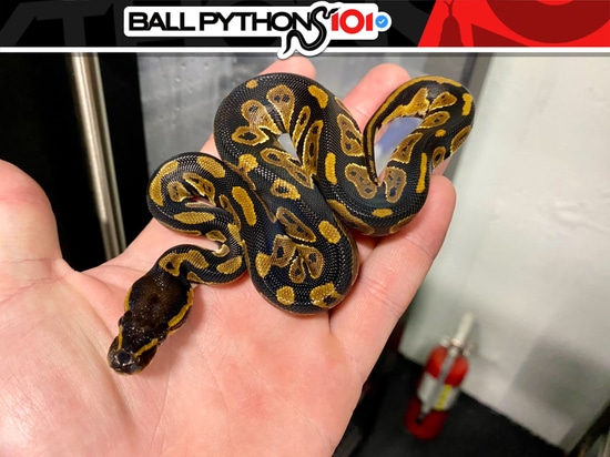 Black Head Het Clown Ball Python by Ball Pythons 101