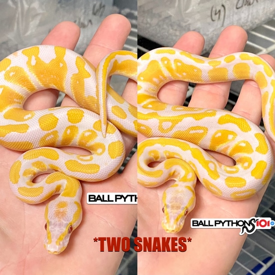 Male & Female Lavender Albino Het Pied Ball Python by Ball Pythons 101