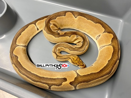 Blade Clown *Proven* Ball Python by Ball Pythons 101