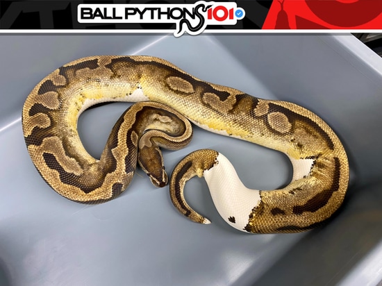 Pied *Proven* Ball Python by Ball Pythons 101
