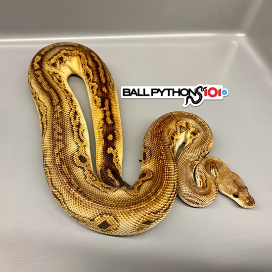 *RTB* Black Head Black Pastel Clown Ball Python by Ball Pythons 101