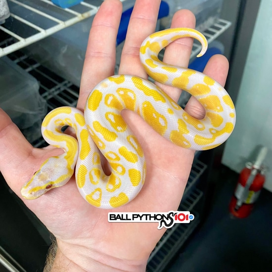 Pastel Lavender Albino Het Pied Ball Python by Ball Pythons 101