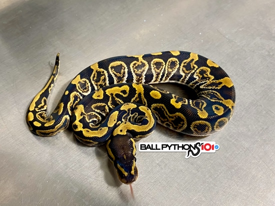 🔥NO RESERVE🔥 GHI Double Het Ultramel Clown Ball Python by Ball Pythons 101