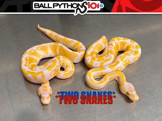 Male & Female Lavender Albino 💯% Het Pied Ball Python by Ball Pythons 101