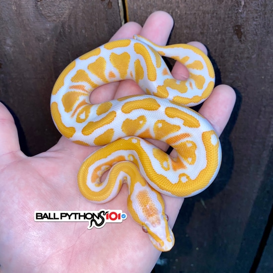 🔥NO RESERVE🔥 Lavender Albino Yellowbelly 💯% Het Pied Ball Python by ...