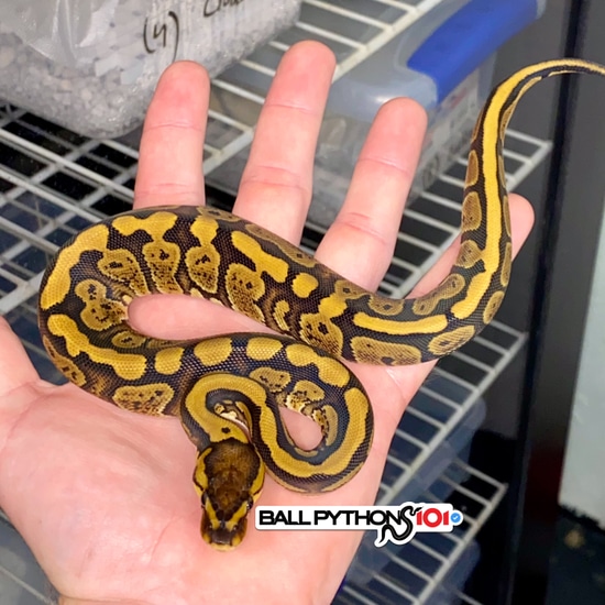 NO RESERVE🔥 Red Stripe Dbl 💯% Het Clown Ultramel Ball Python by Ball ...