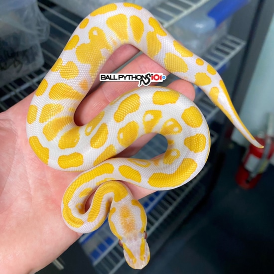 🔥NO RESERVE🔥 Lavender Albino Yellowbelly 💯 Het Pied Ball Python by Ball Pythons 101