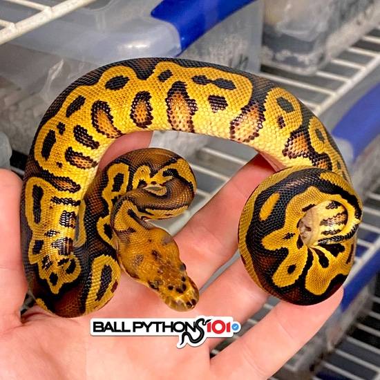 🔥NO RESERVE🔥 Cypress Leopard Clown Ball Python by Ball Pythons 101