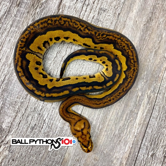 Stranger Blade Clown Ball Python by Ball Pythons 101