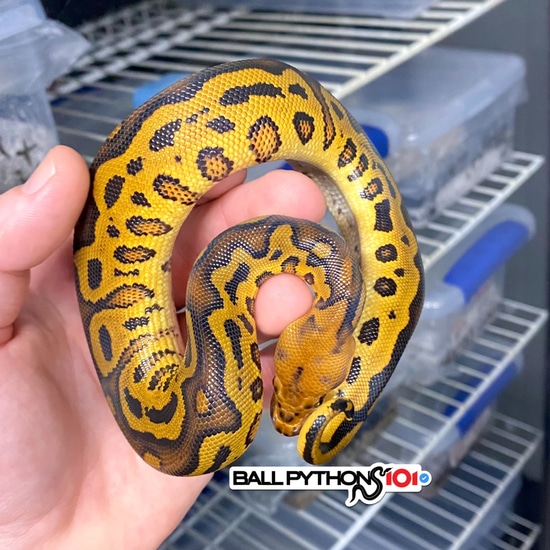 🔥NO RESERVE🔥 Cypress Leopard Clown Ball Python by Ball Pythons 101