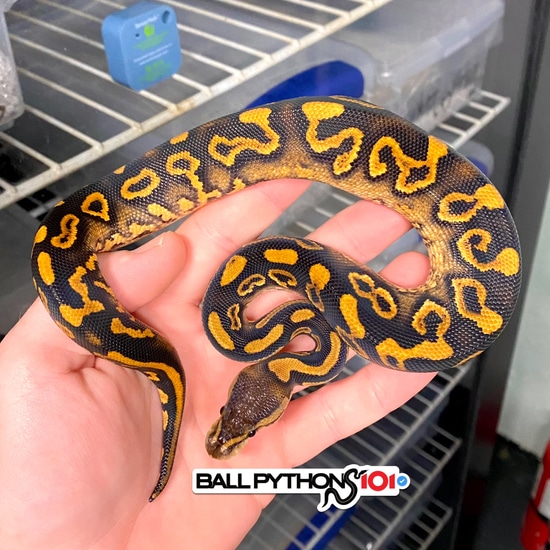 🔥NO RESERVE🔥 Wookie Black Pastel Yellowbelly 100% Het Clown Ball Python ...