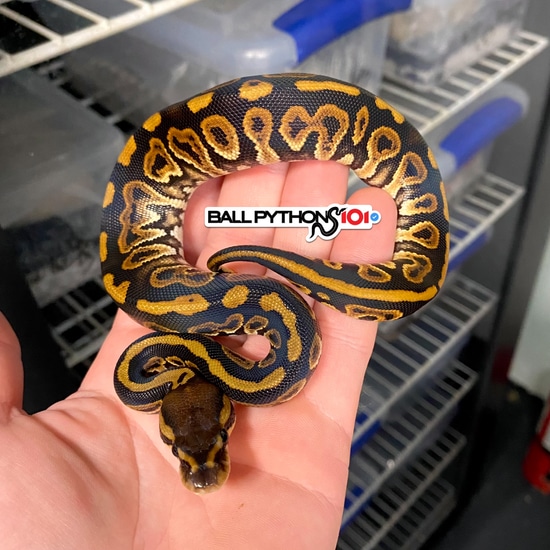 Black Pastel 100% Het Ultramel Clown Ball Python by Ball Pythons 101
