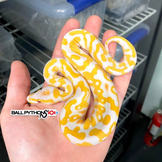 Black Pastel YB Lavender Albino Het Pied Ball Python by Ball Pythons 101
