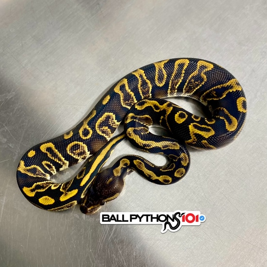 Cypress GHI Leopard 50% Het Clown Ball Python by Ball Pythons 101
