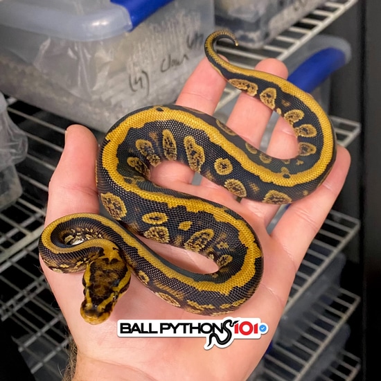 Stranger Spotnose Dbl Het Ultramel Clown Ball Python by Ball Pythons 101