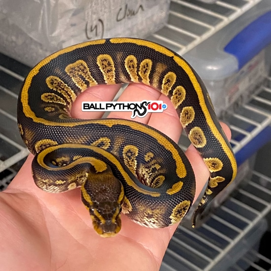 Stranger Dbl Het Ultramel Clown Ball Python by Ball Pythons 101