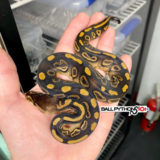 Wookie Black Pastel Dbl Het Ultramel Clown Ball Python by Ball Pythons 101