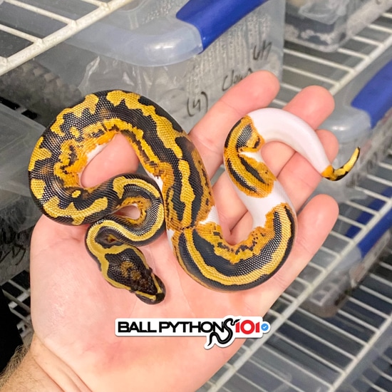 Yellowbelly Pied Ball Python by Ball Pythons 101