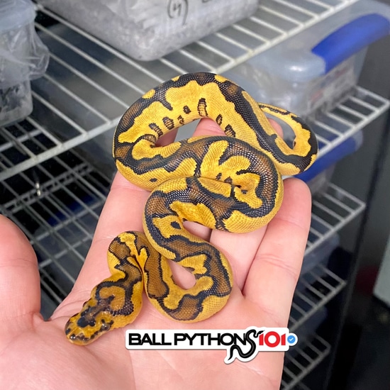 Yellowbelly Clown Ball Python by Ball Pythons 101