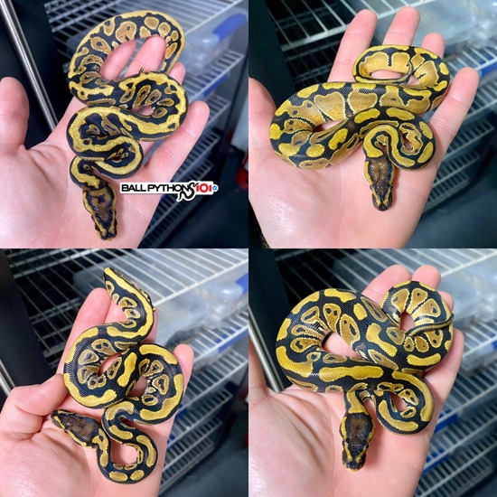 🔥four Females🔥 Ball Python by Ball Pythons 101