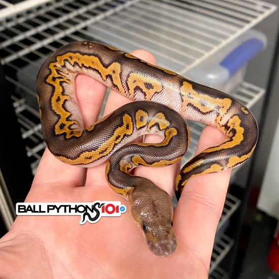 Wookie Black Pastel Clown Ball Python by Ball Pythons 101